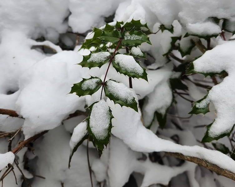 Finishing the Year with Susan Fenimore Cooper